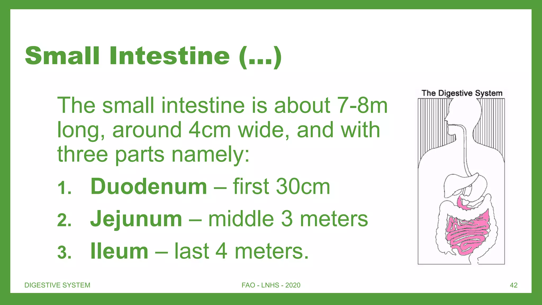 Digestive System (Grade 8, Quarter 4) | PPTX