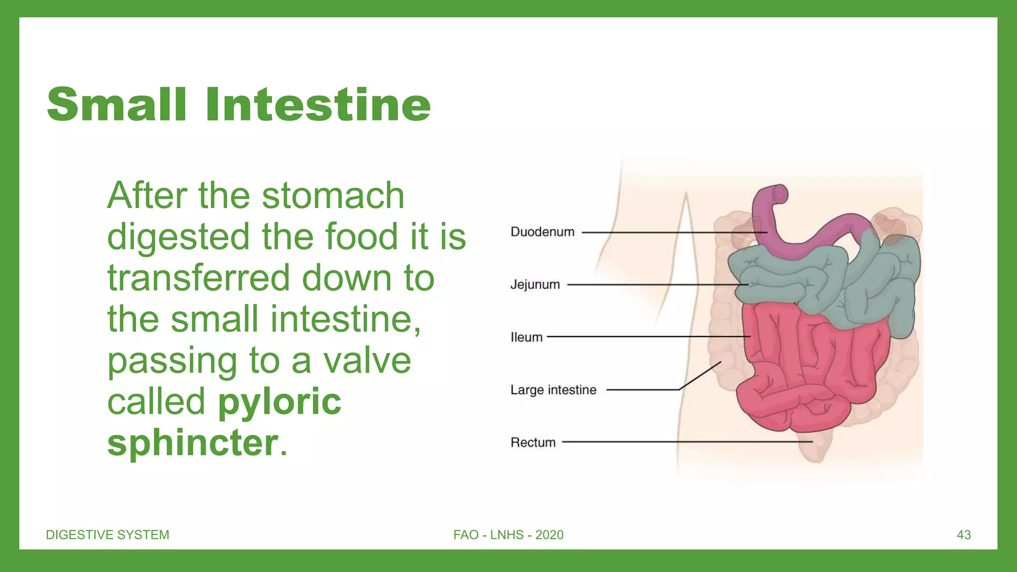 Digestive System (Grade 8, Quarter 4) | PPTX