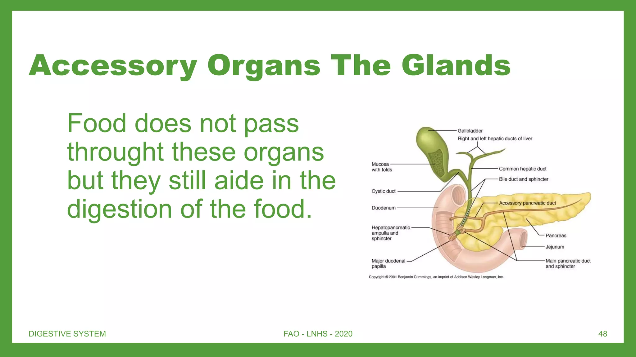 Digestive System (Grade 8, Quarter 4) | PPTX