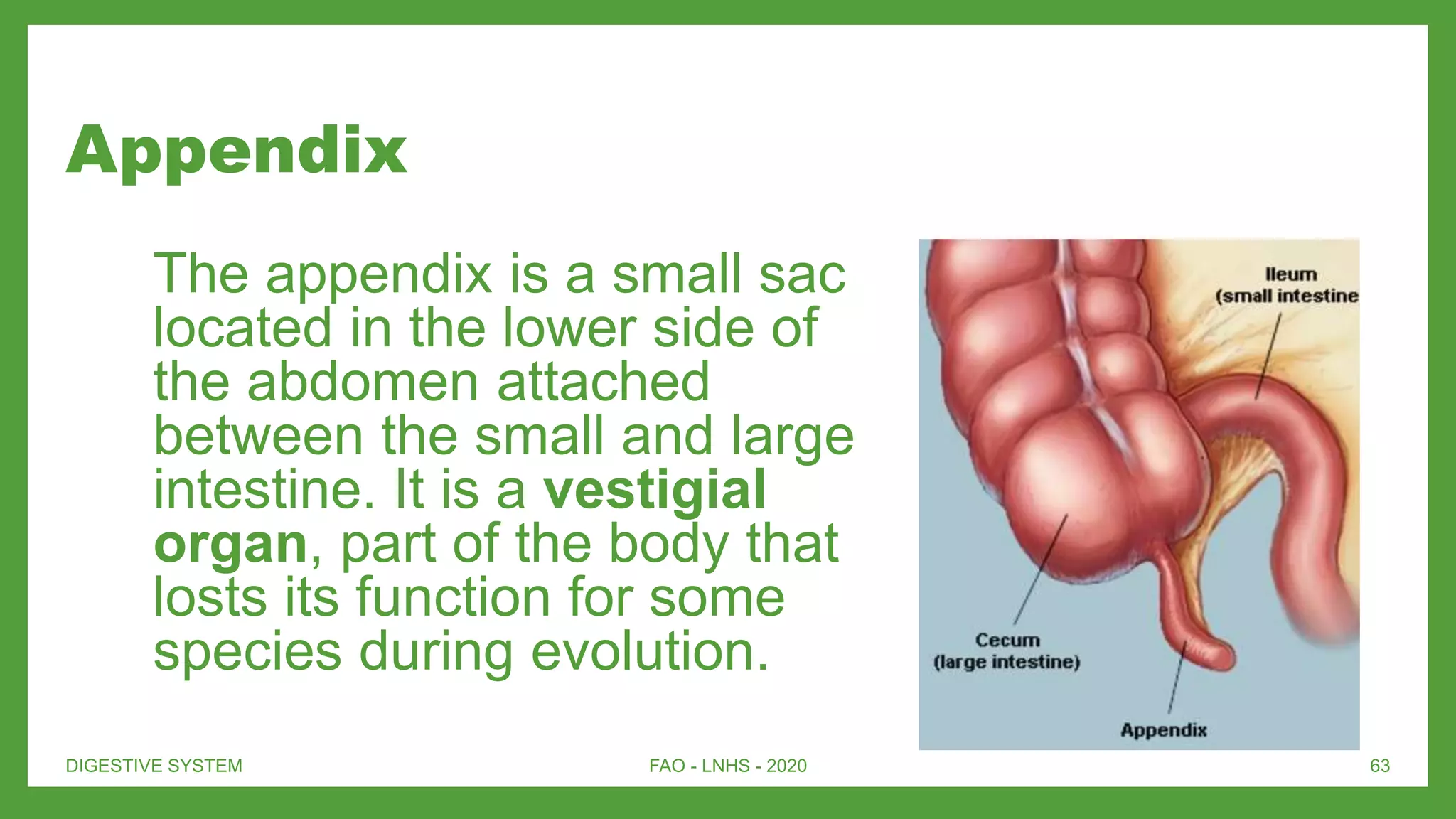 Digestive System (Grade 8, Quarter 4) | PPTX