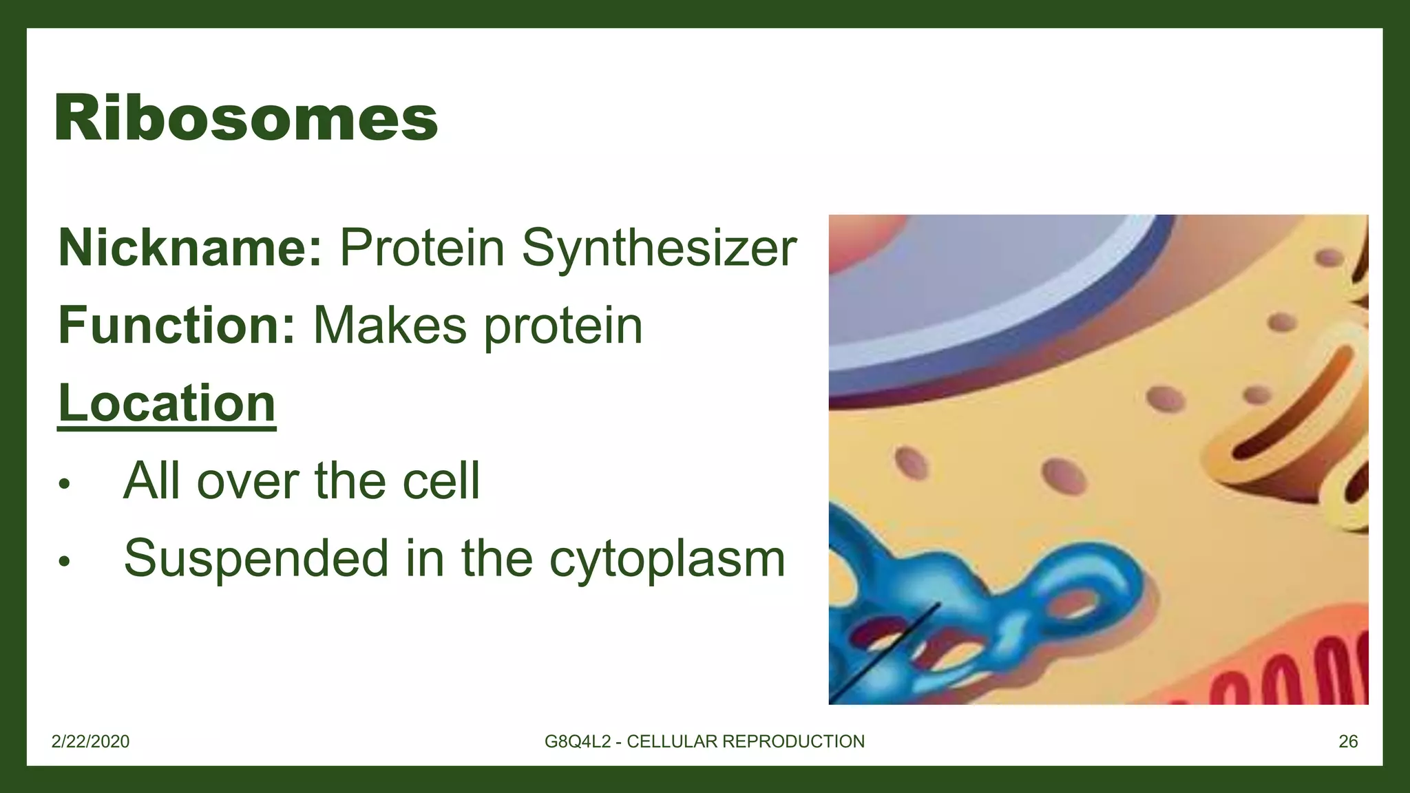 Cellular Reproduction (Grade 8, Quarter 4) | PPTX | Biological Sciences ...