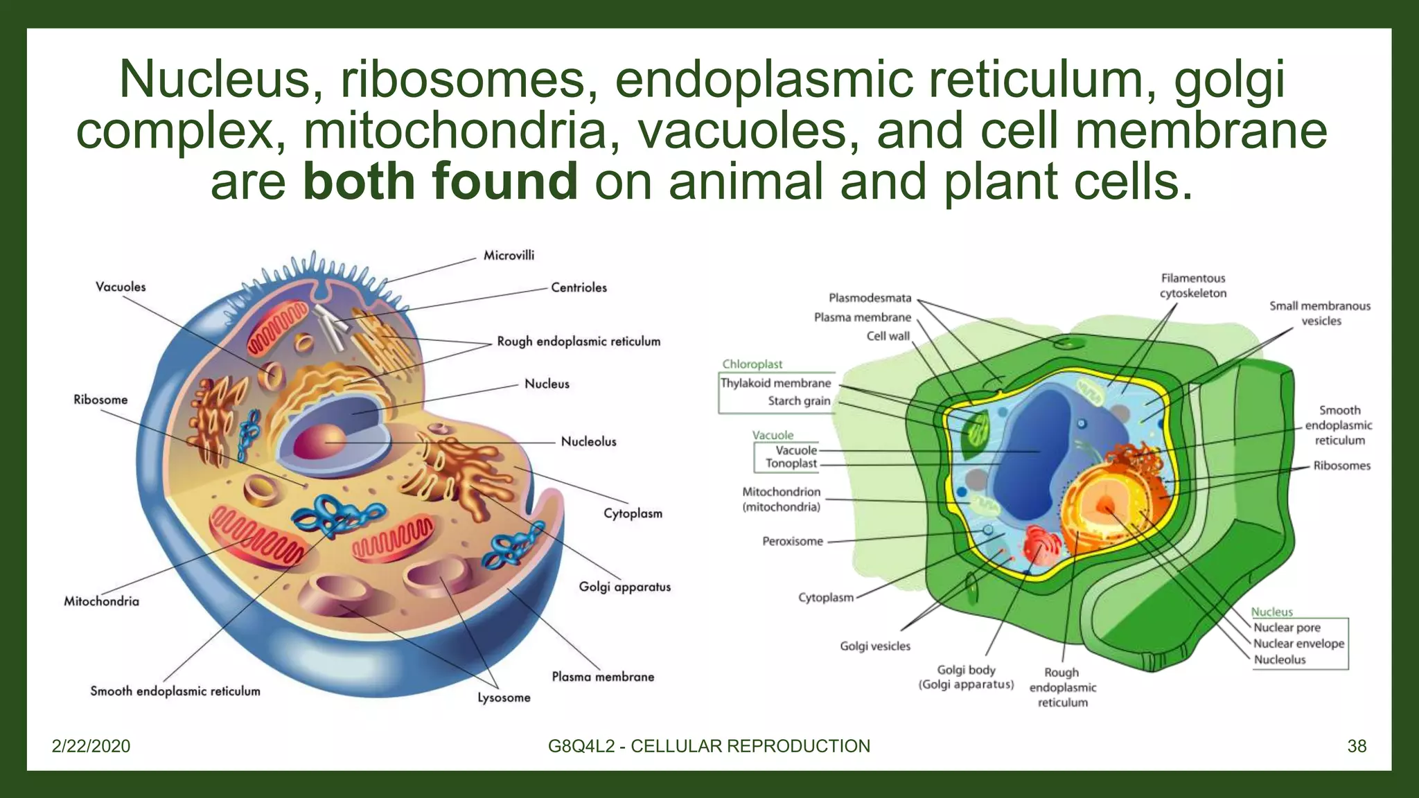 Cellular Reproduction (Grade 8, Quarter 4) | PPTX