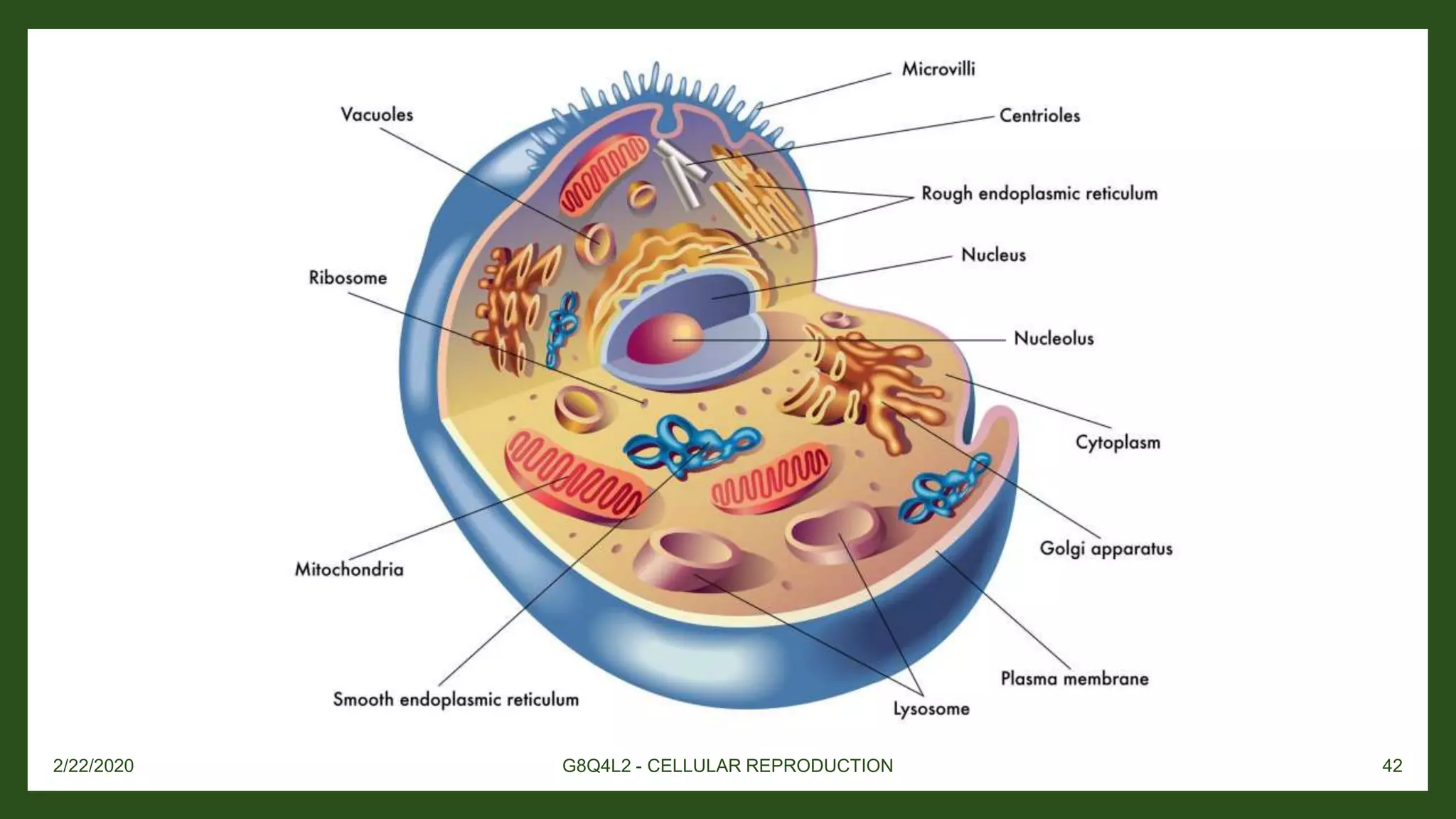Cellular Reproduction (Grade 8, Quarter 4) | PPTX