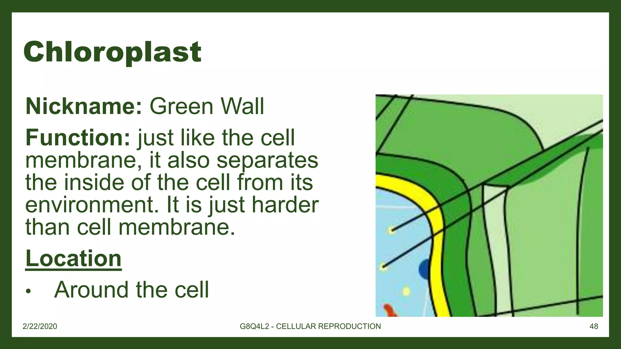 Cellular Reproduction (Grade 8, Quarter 4) | PPTX | Biological Sciences ...