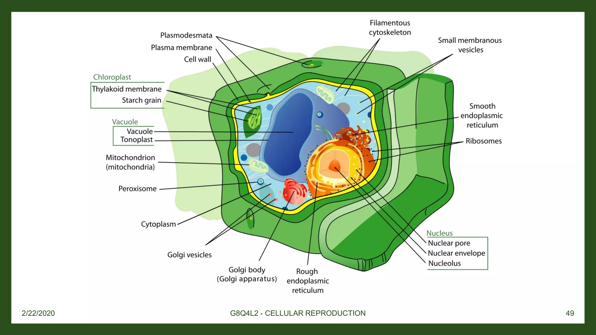 Cellular Reproduction (Grade 8, Quarter 4) | PPTX | Biological Sciences ...