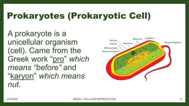 Cellular Reproduction (Grade 8, Quarter 4) | PPTX | Biological Sciences ...