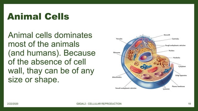 Cellular Reproduction (Grade 8, Quarter 4) | PPTX | Biological Sciences ...