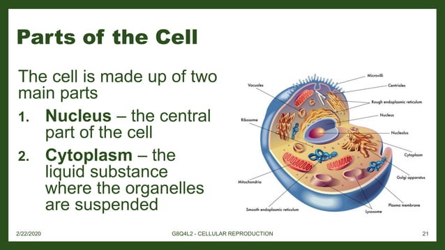Cellular Reproduction (Grade 8, Quarter 4) | PPTX | Biological Sciences ...