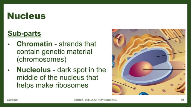 Cellular Reproduction (Grade 8, Quarter 4) | PPTX | Biological Sciences ...