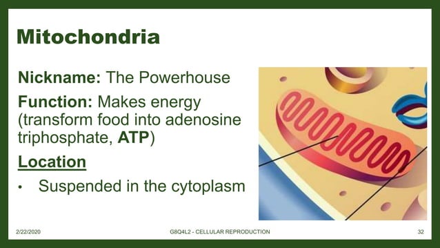 Cellular Reproduction (Grade 8, Quarter 4) | PPTX | Biological Sciences ...