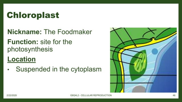 Cellular Reproduction (Grade 8, Quarter 4) | PPTX | Biological Sciences ...