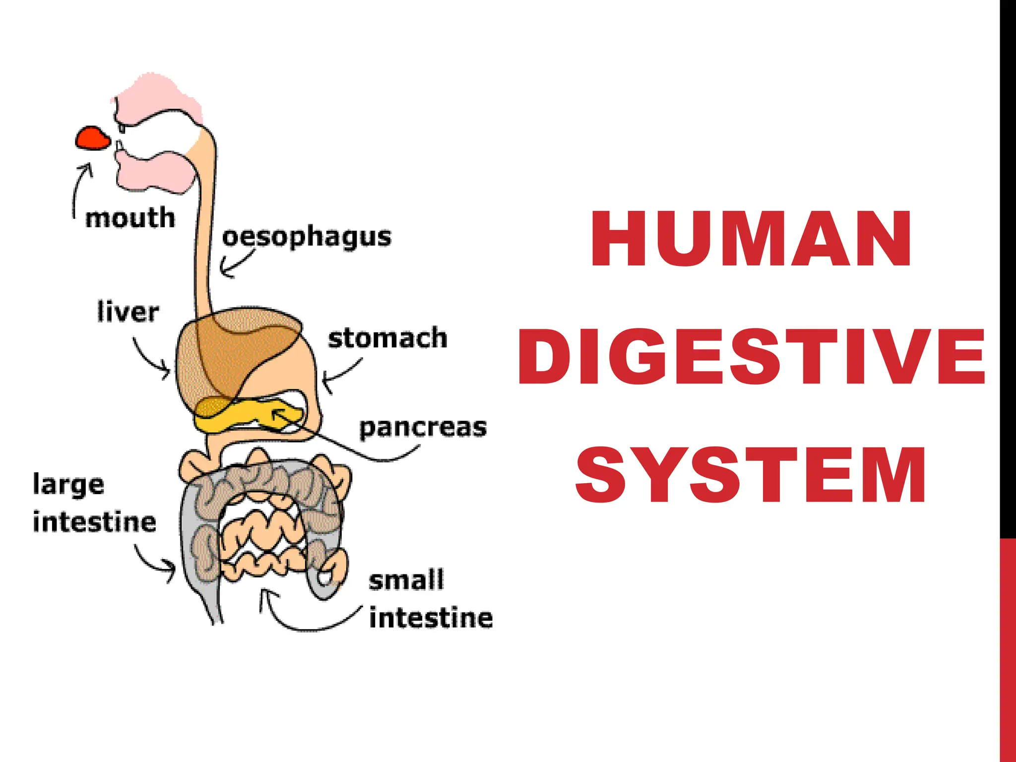 Grade Eight - The Human Digestive System | PPTX
