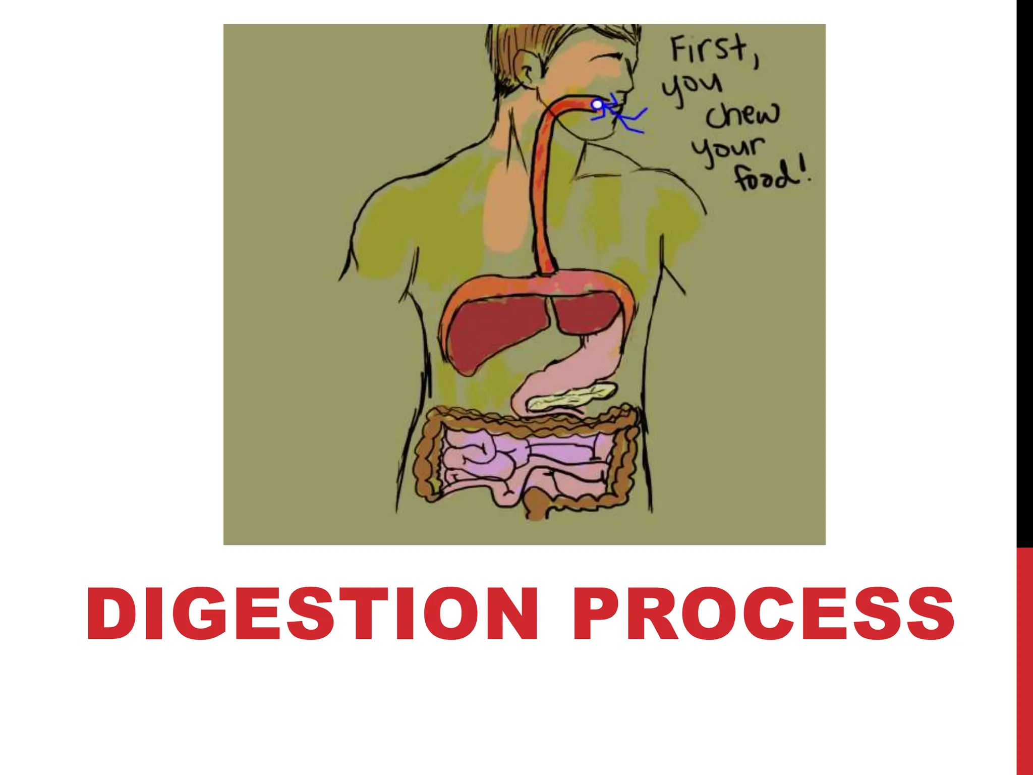 Grade Eight - The Human Digestive System | PPTX