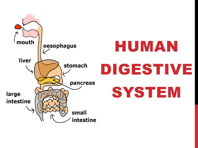 Grade Eight - The Human Digestive System | PPTX | Food & Drink