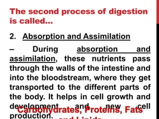 Grade Eight - The Human Digestive System | PPTX