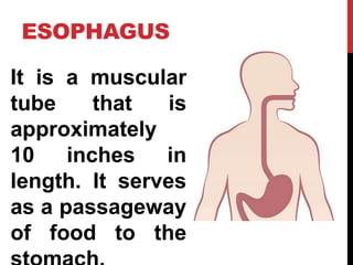 Grade Eight - The Human Digestive System | PPTX