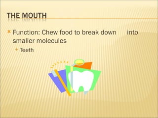 G8 Science Q4-Week 1- Digestive System.ppt