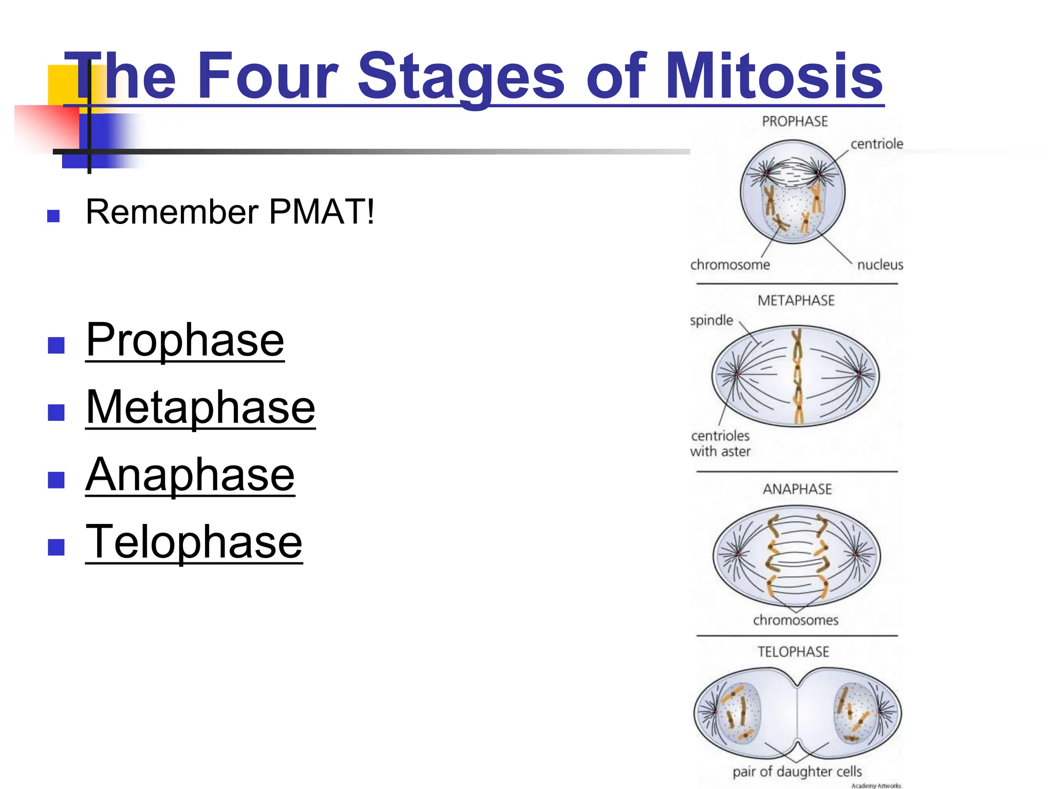 G8 Science Q4- Week 2 Cell-Division-Mitosis-Meiosis-Ppt.pptx