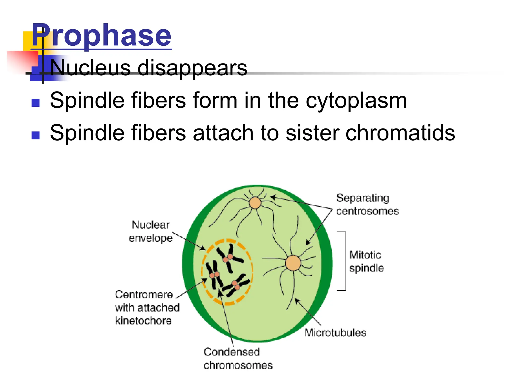G8 Science Q4- Week 2 Cell-Division-Mitosis-Meiosis-Ppt.pptx