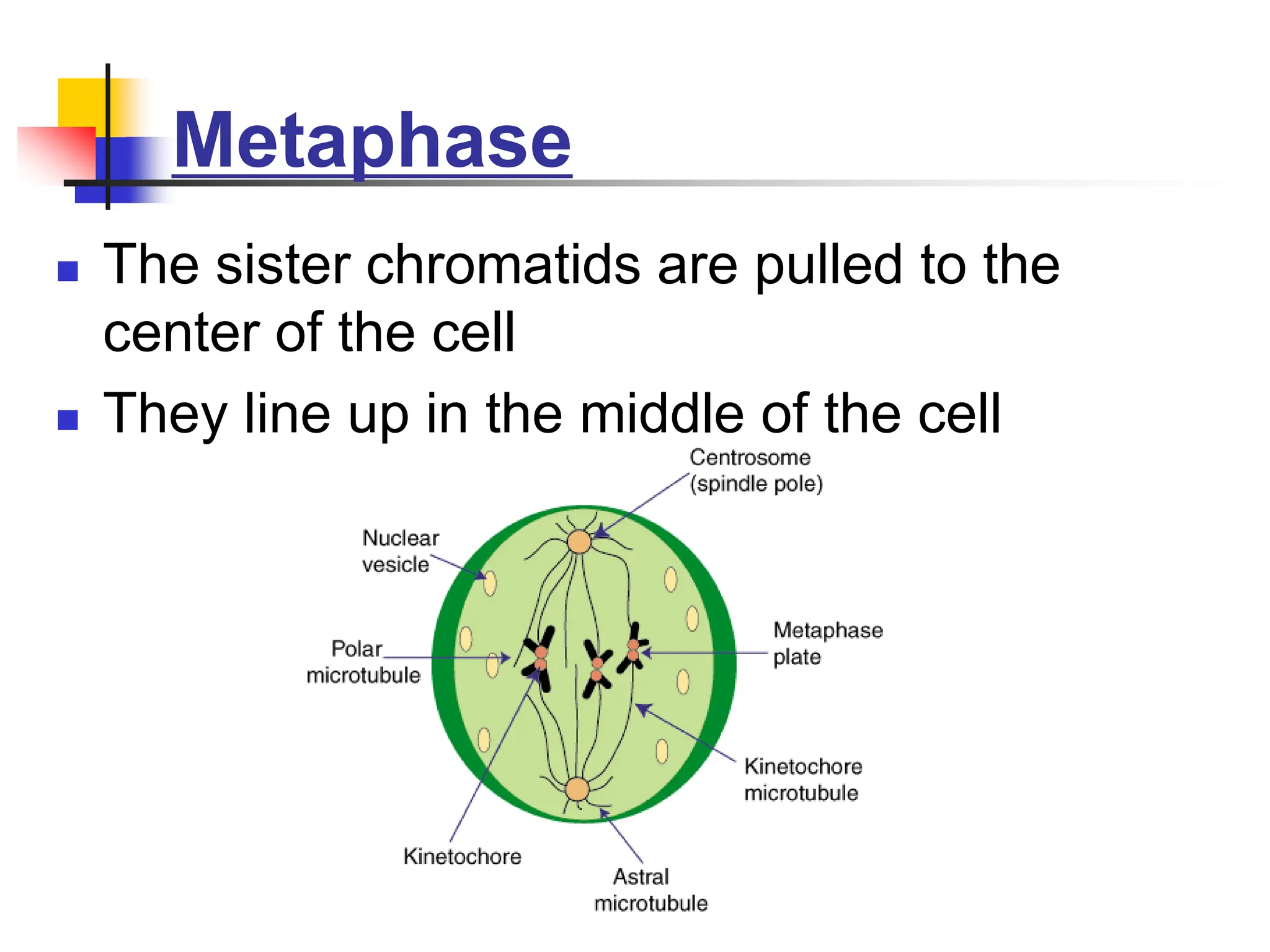 G8 Science Q4- Week 2 Cell-Division-Mitosis-Meiosis-Ppt.pptx