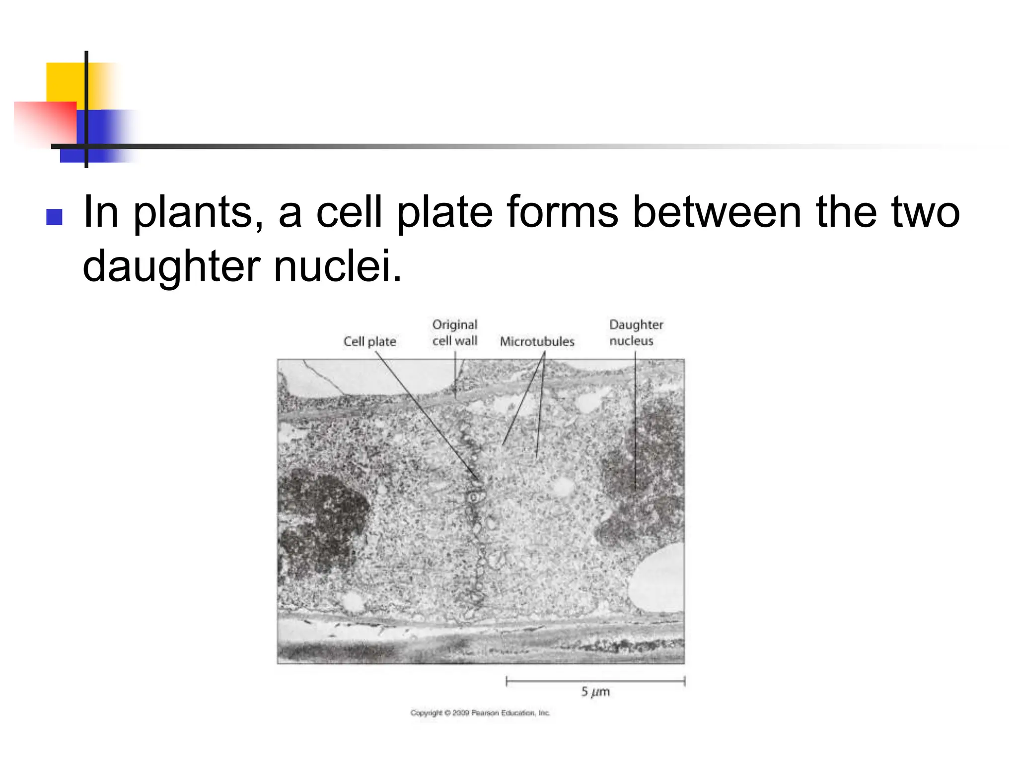 G8 Science Q4- Week 2 Cell-Division-Mitosis-Meiosis-Ppt.pptx