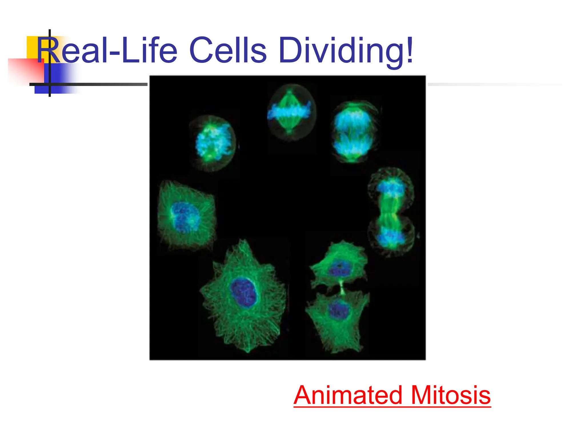 G8 Science Q4- Week 2 Cell-Division-Mitosis-Meiosis-Ppt.pptx