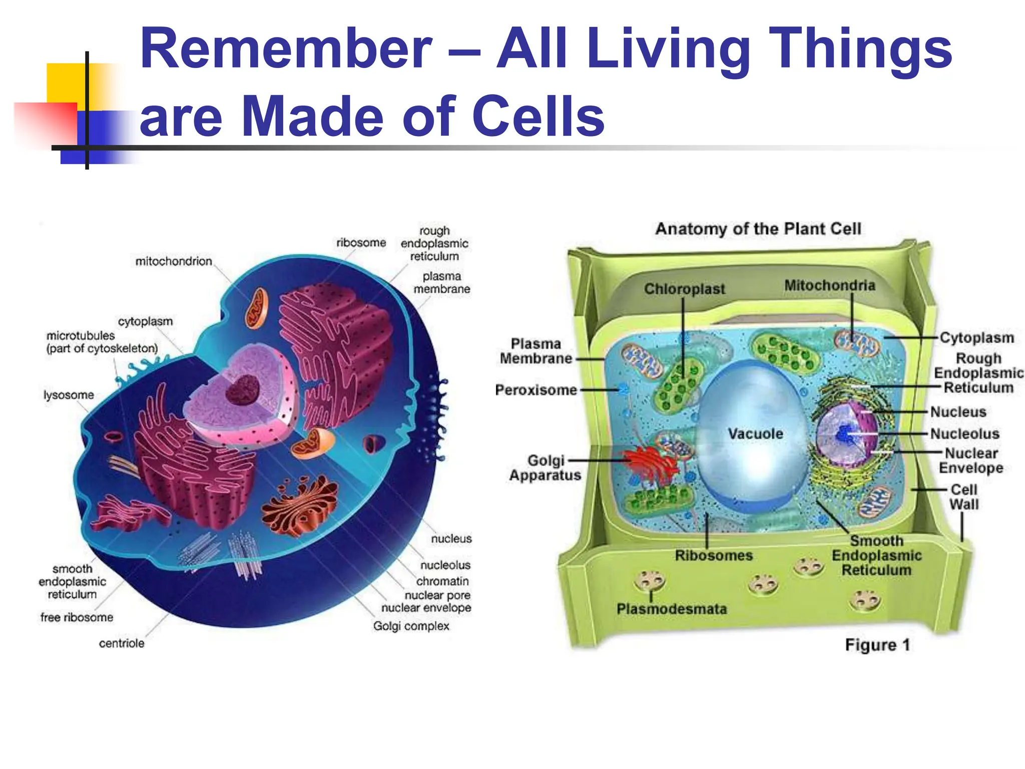 G8 Science Q4- Week 2 Cell-Division-Mitosis-Meiosis-Ppt.pptx