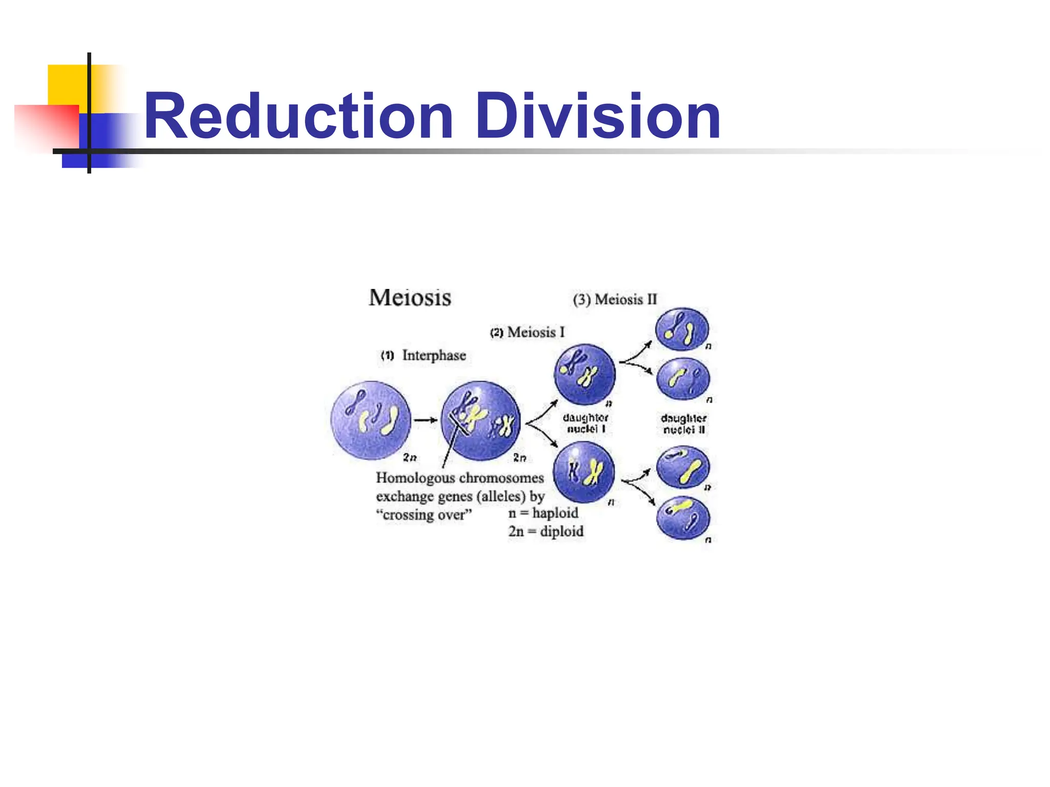G8 Science Q4- Week 2 Cell-Division-Mitosis-Meiosis-Ppt.pptx
