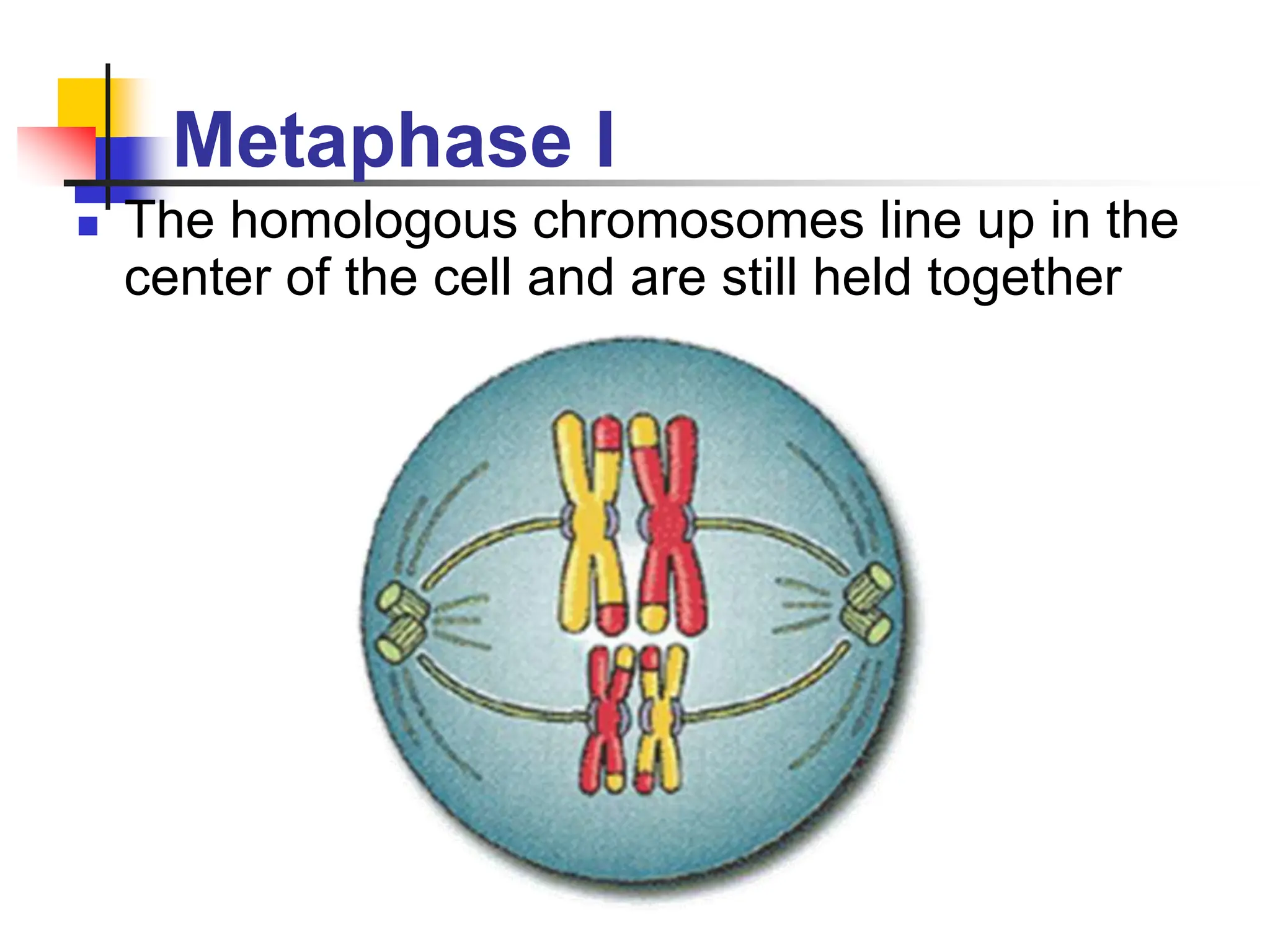G8 Science Q4- Week 2 Cell-Division-Mitosis-Meiosis-Ppt.pptx