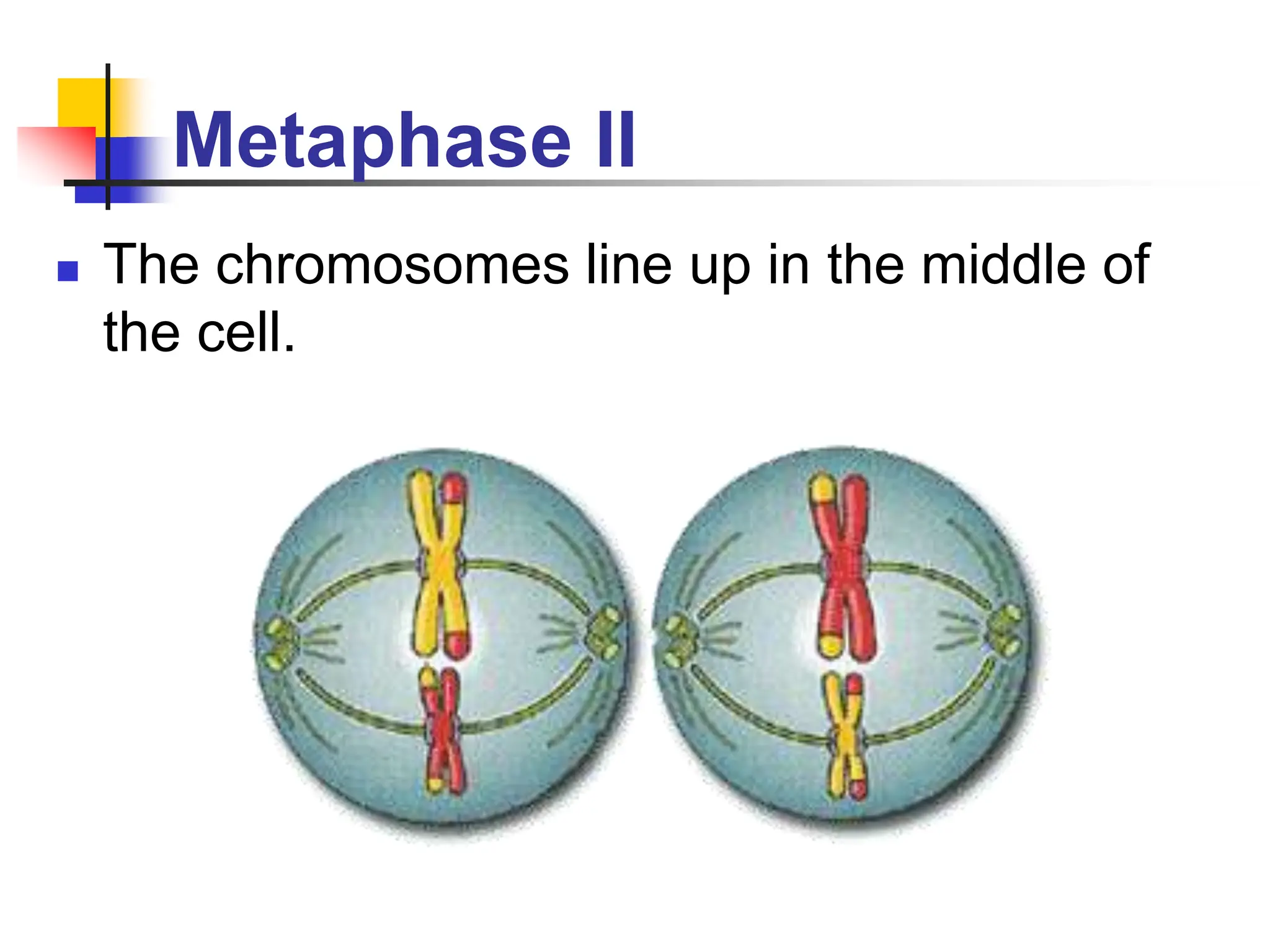 G8 Science Q4- Week 2 Cell-Division-Mitosis-Meiosis-Ppt.pptx
