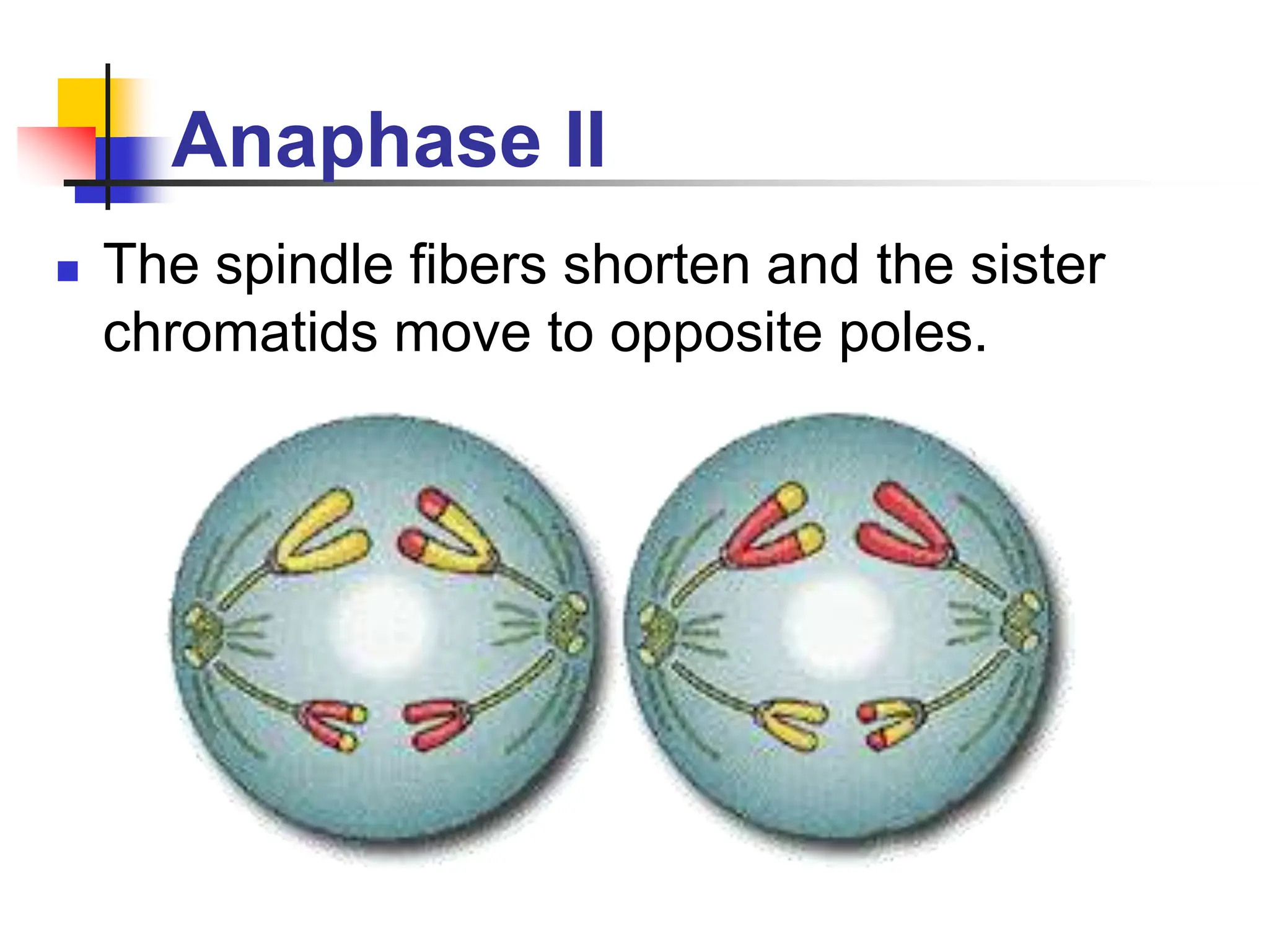 G8 Science Q4- Week 2 Cell-Division-Mitosis-Meiosis-Ppt.pptx
