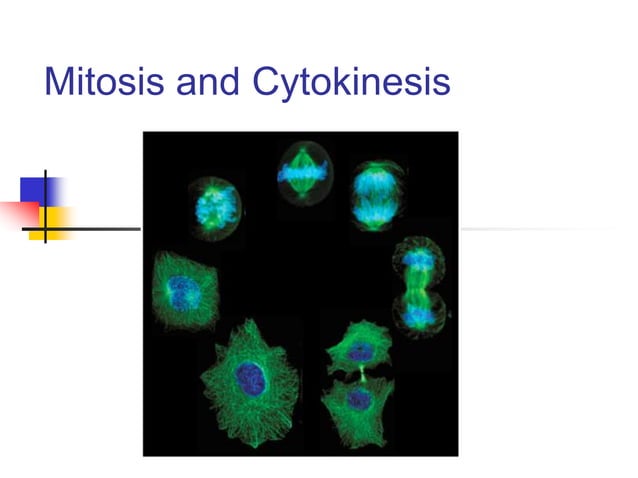 G8 Science Q4- Week 2 Cell-Division-Mitosis-Meiosis-Ppt.pptx