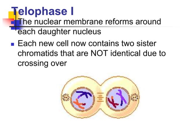 G8 Science Q4- Week 2 Cell-Division-Mitosis-Meiosis-Ppt.pptx