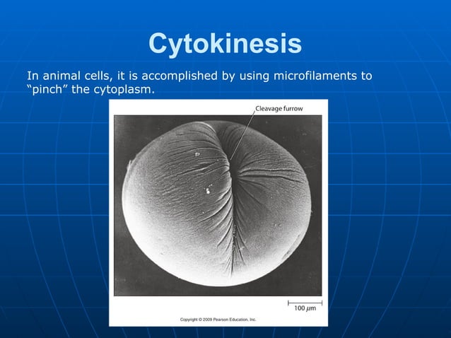 G8 Science Q4- Week 2 Cell-Division-Mitosis-Meiosis-Ppt.pptx