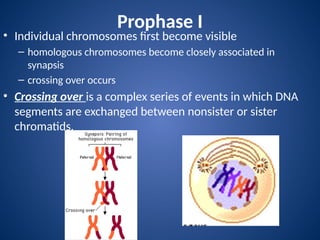 G8 Science Q4- Week 2 Cell-Division-Mitosis-Meiosis-Ppt.pptx