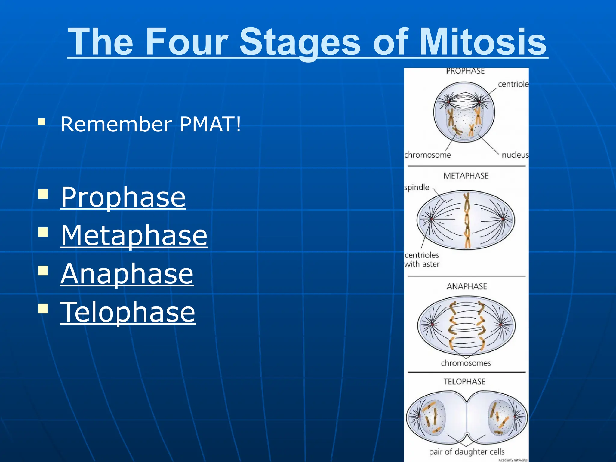 G8 Science Q4- Week 2 Cell-Division-Mitosis-Meiosis-Ppt.pptx
