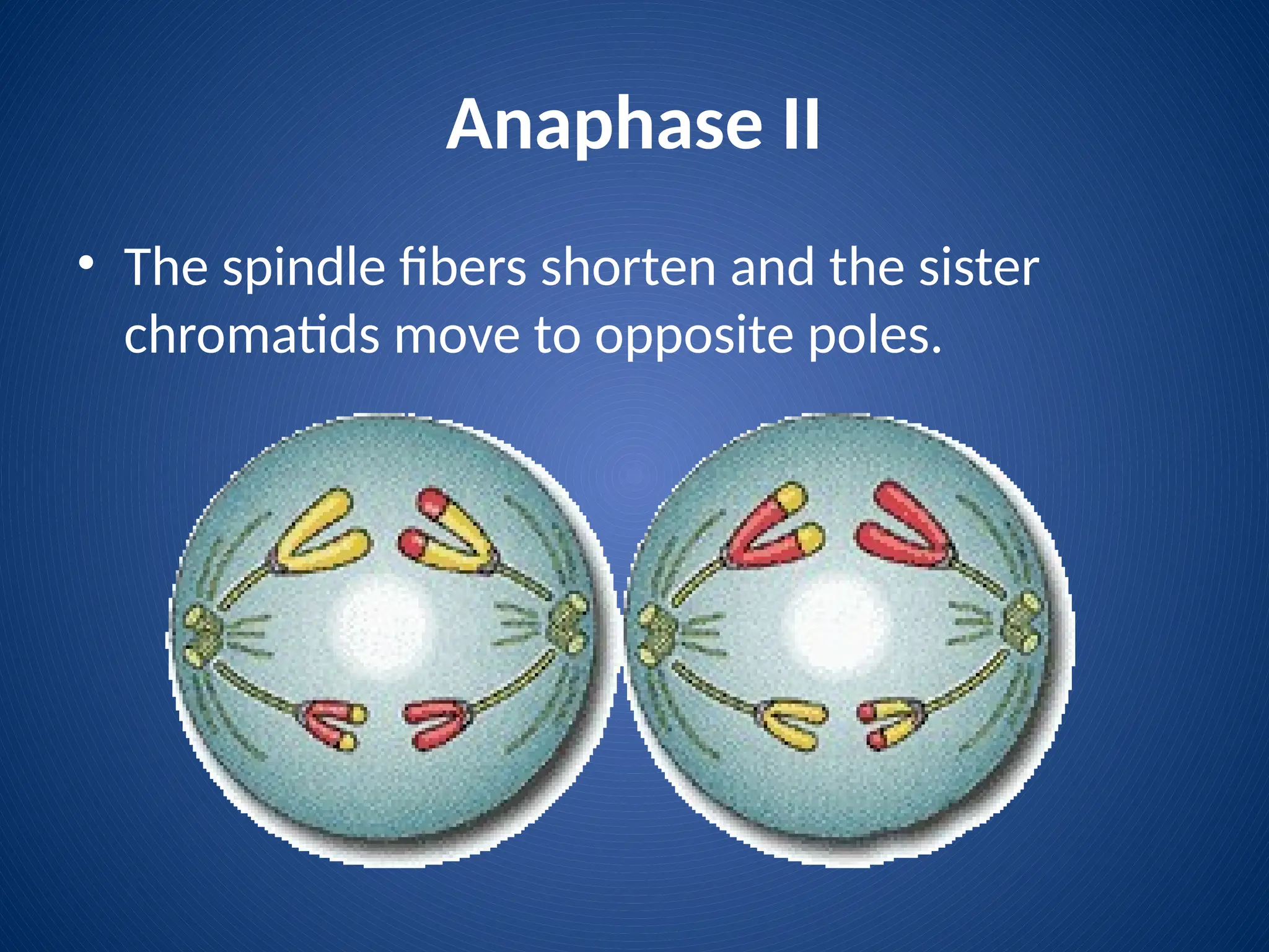 G8 Science Q4- Week 2 Cell-Division-Mitosis-Meiosis-Ppt.pptx