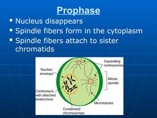 G8 Science Q4- Week 2 Cell-Division-Mitosis-Meiosis-Ppt.pptx