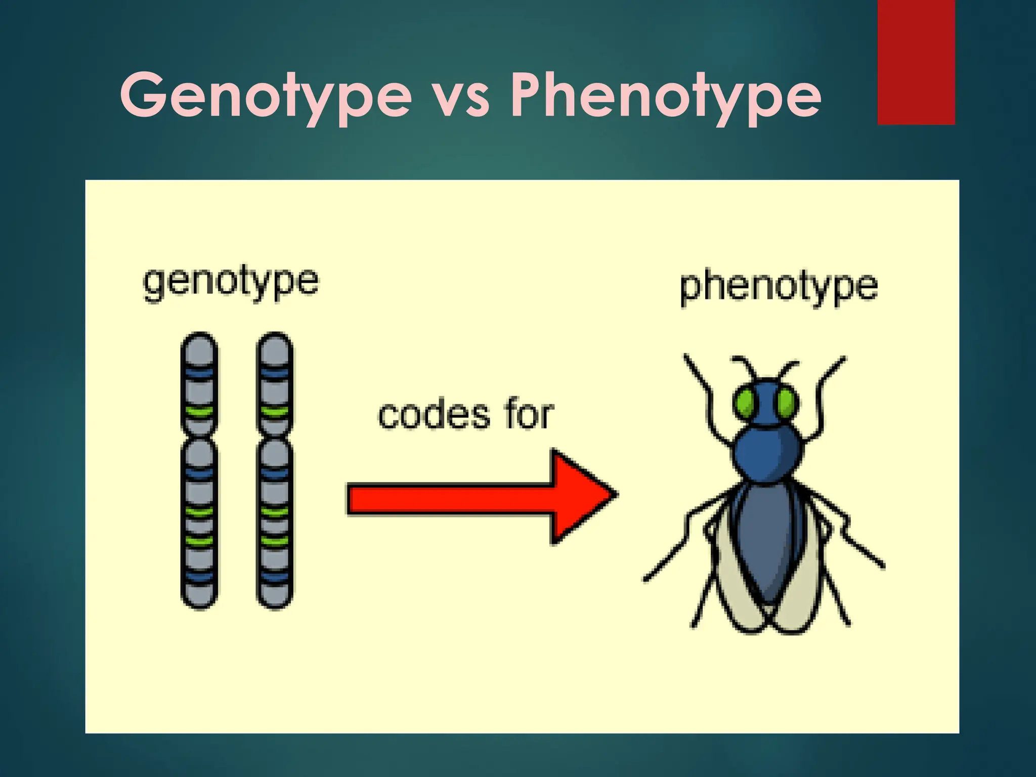 G8 Science Q4- Week 3-Patterns-of-Inheritance.ppt | Genetics | Science
