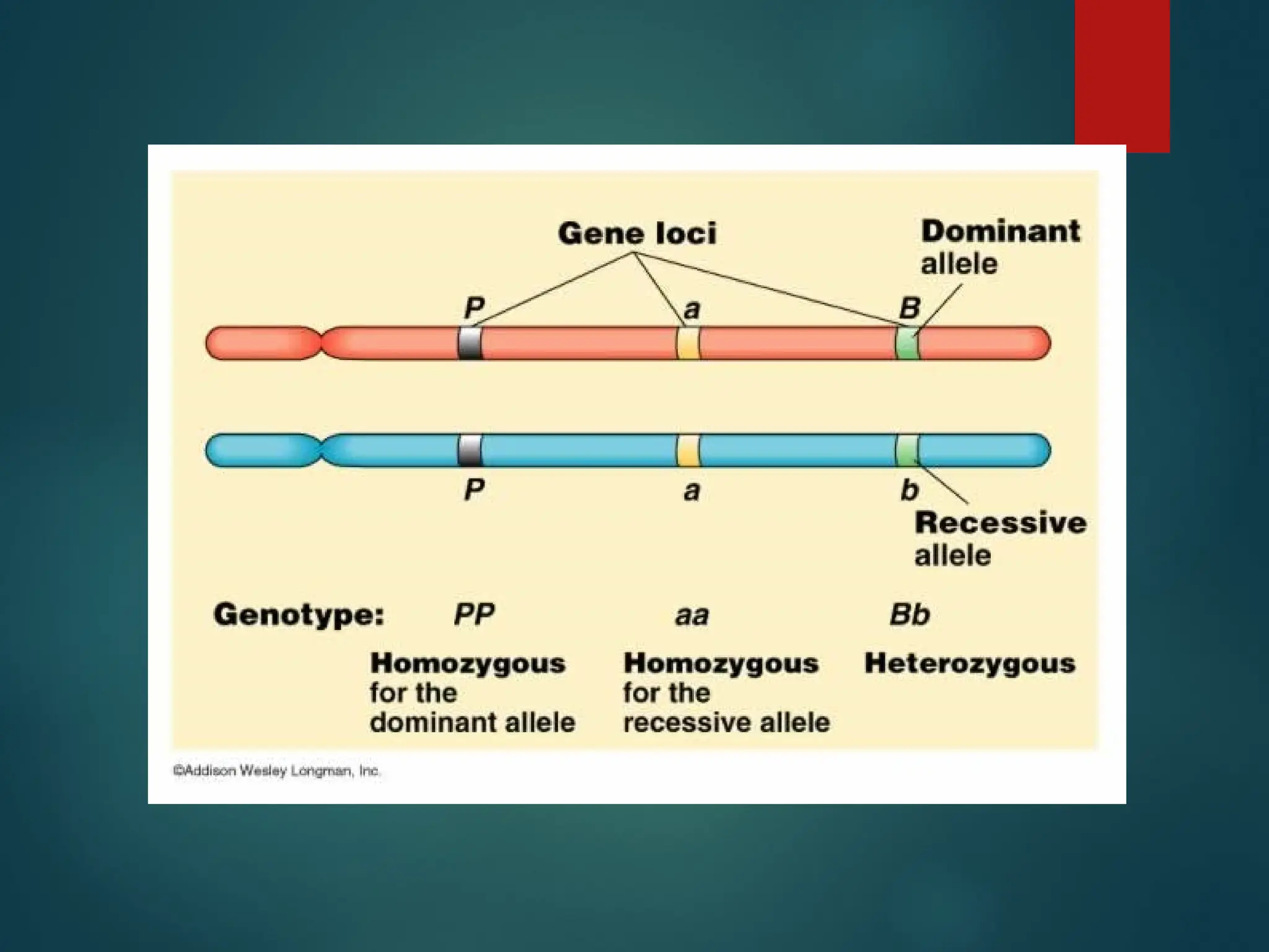 G8 Science Q4- Week 3-Patterns-of-Inheritance.ppt | Genetics | Science