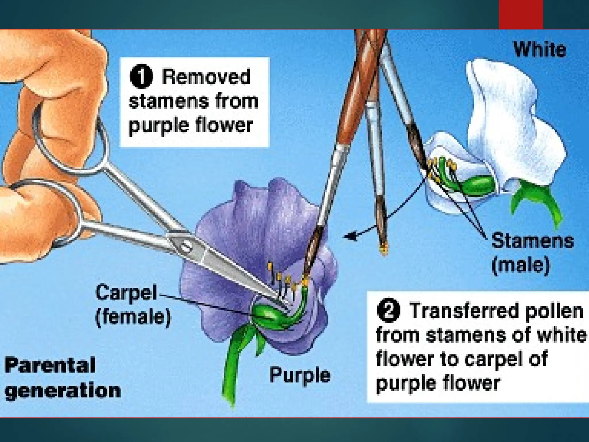 G8 Science Q4- Week 3-Patterns-of-Inheritance.ppt | Genetics | Science