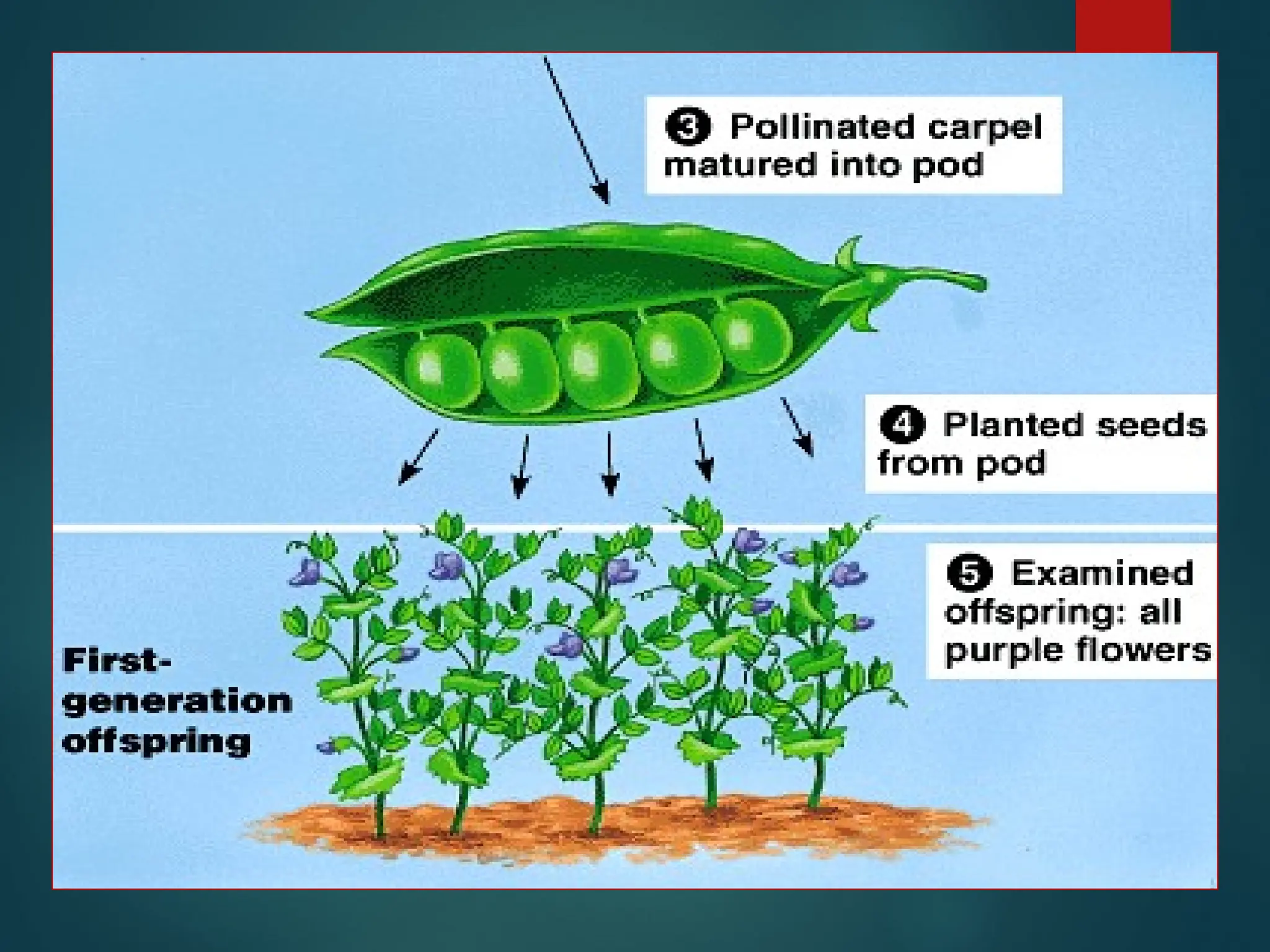 G8 Science Q4- Week 3-Patterns-of-Inheritance.ppt