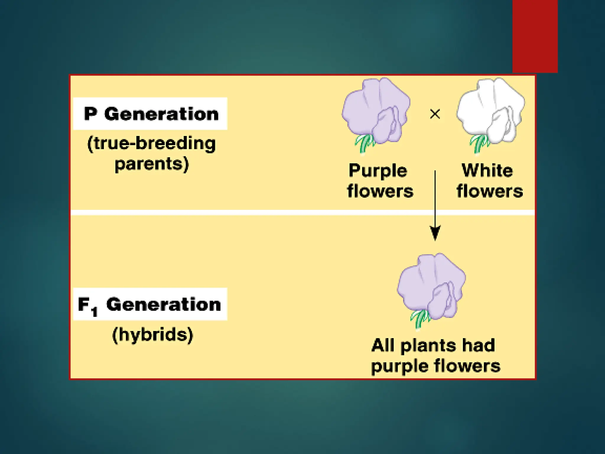 G8 Science Q4- Week 3-Patterns-of-Inheritance.ppt | Genetics | Science