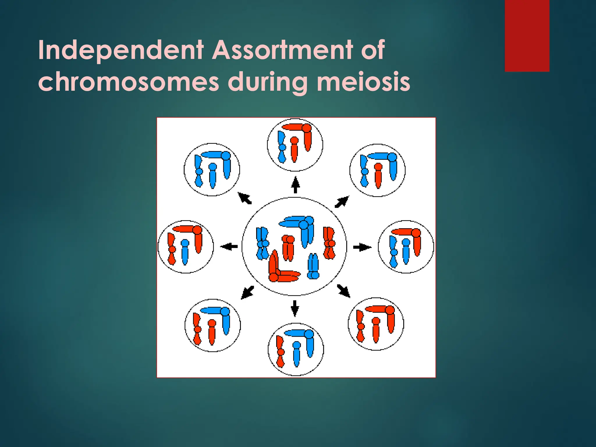 G8 Science Q4- Week 3-Patterns-of-Inheritance.ppt | Genetics | Science