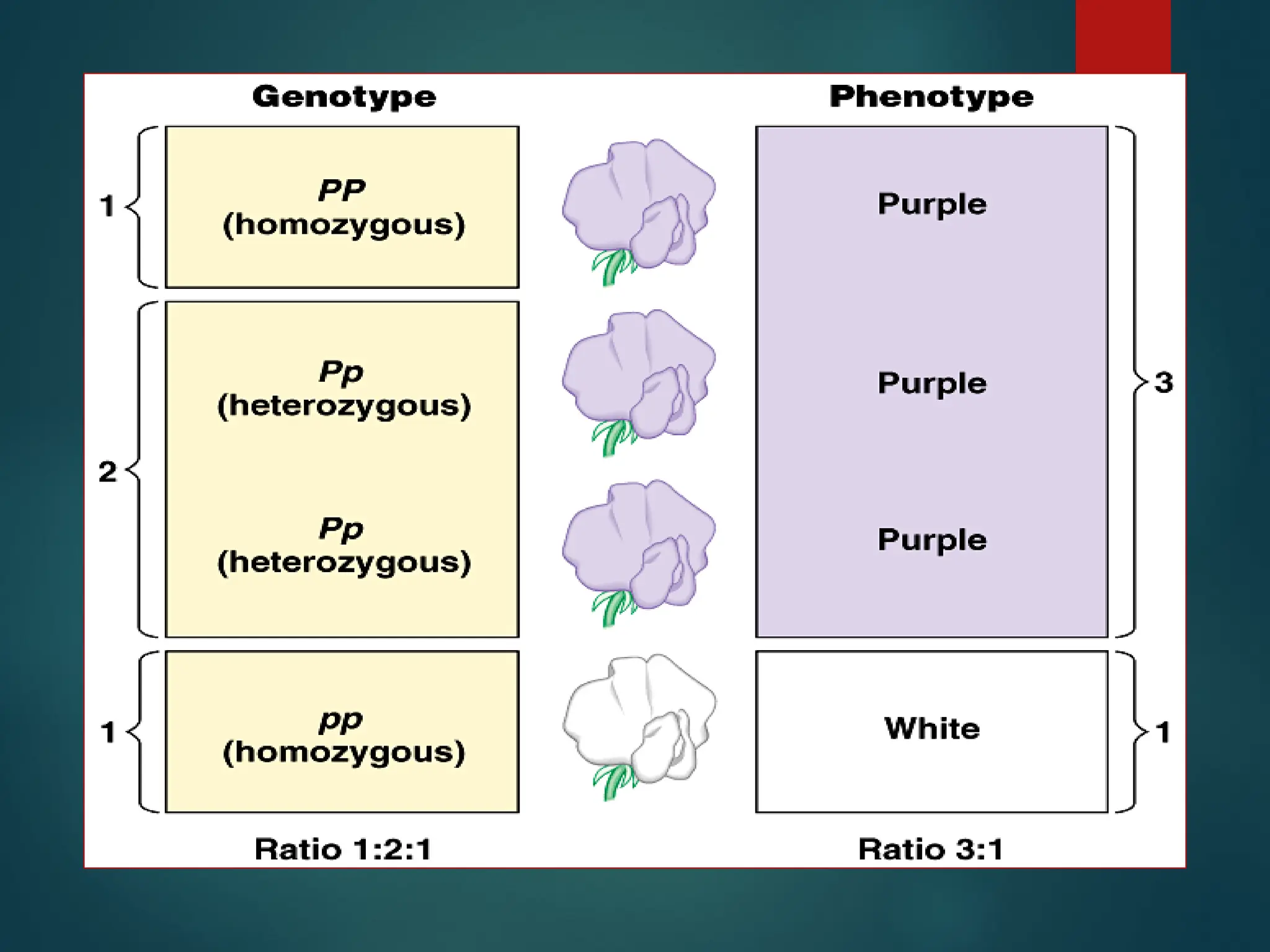 G8 Science Q4- Week 3-Patterns-of-Inheritance.ppt | Genetics | Science