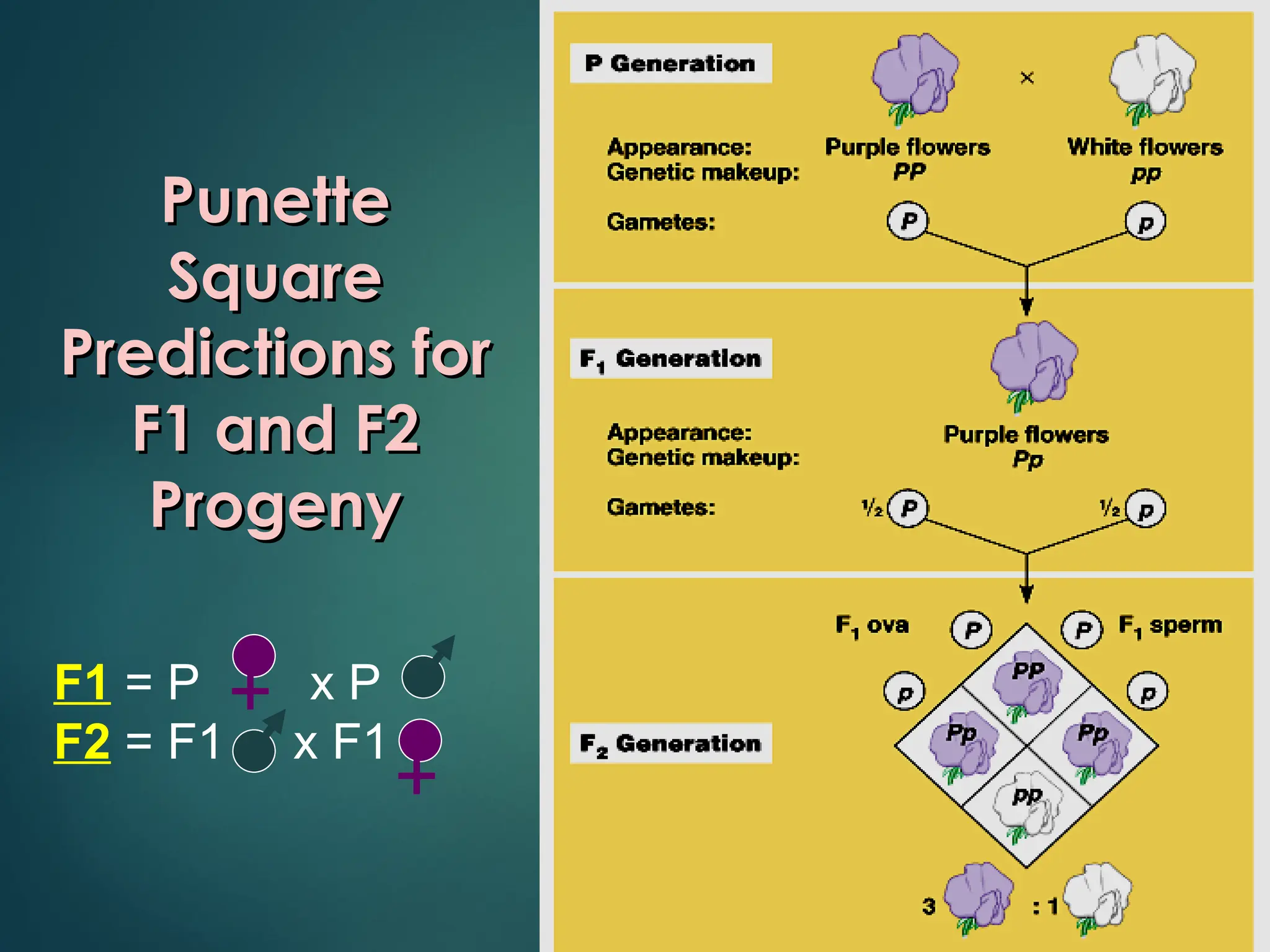 G8 Science Q4- Week 3-Patterns-of-Inheritance.ppt | Genetics | Science