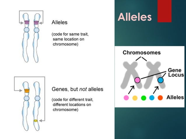 G8 Science Q4- Week 3-Patterns-of-Inheritance.ppt | Genetics | Science