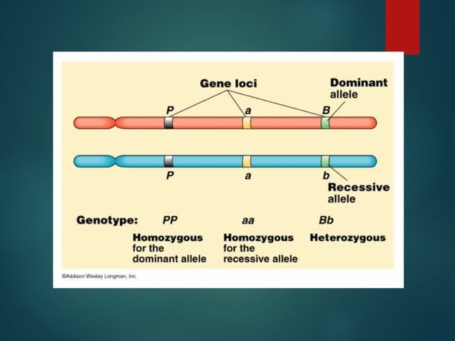 G8 Science Q4- Week 3-Patterns-of-Inheritance.ppt | Genetics | Science