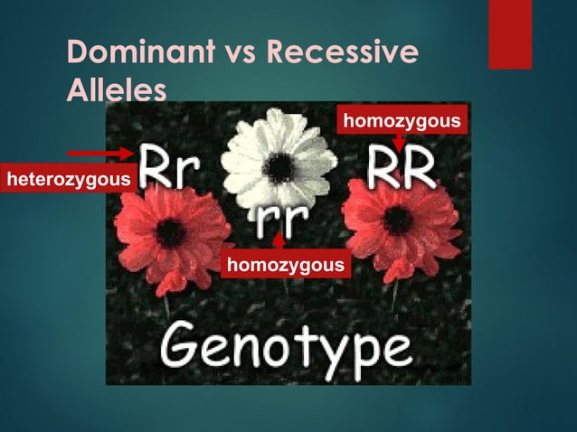 G8 Science Q4- Week 3-Patterns-of-Inheritance.ppt | Genetics | Science