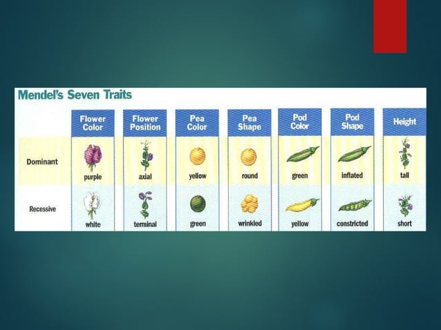 G8 Science Q4- Week 3-Patterns-of-Inheritance.ppt | Genetics | Science